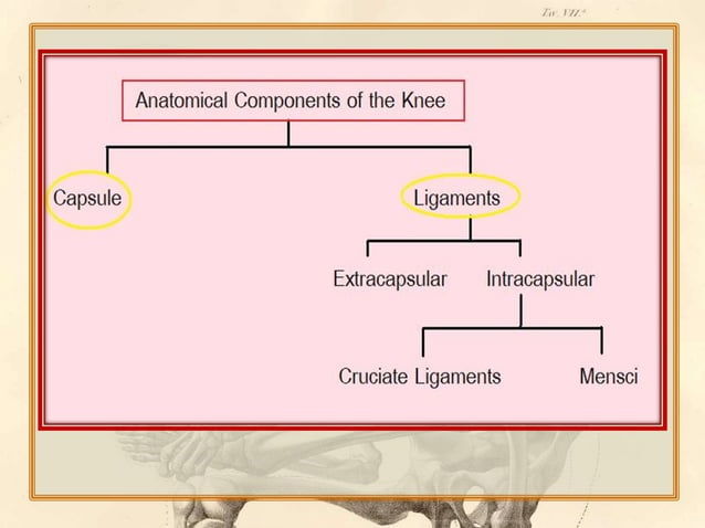 Lower limb joints | PPT