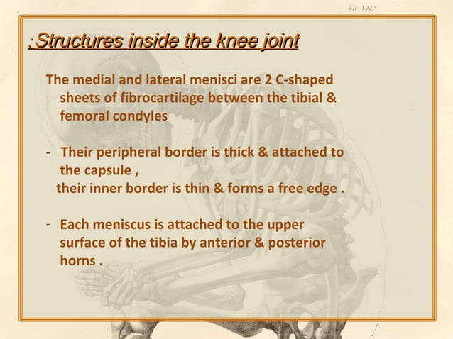 Lower limb joints | PPT
