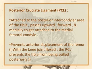 Lower limb joints | PPT