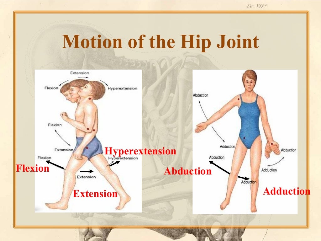 Lower Limb Joints lower-limb-joints