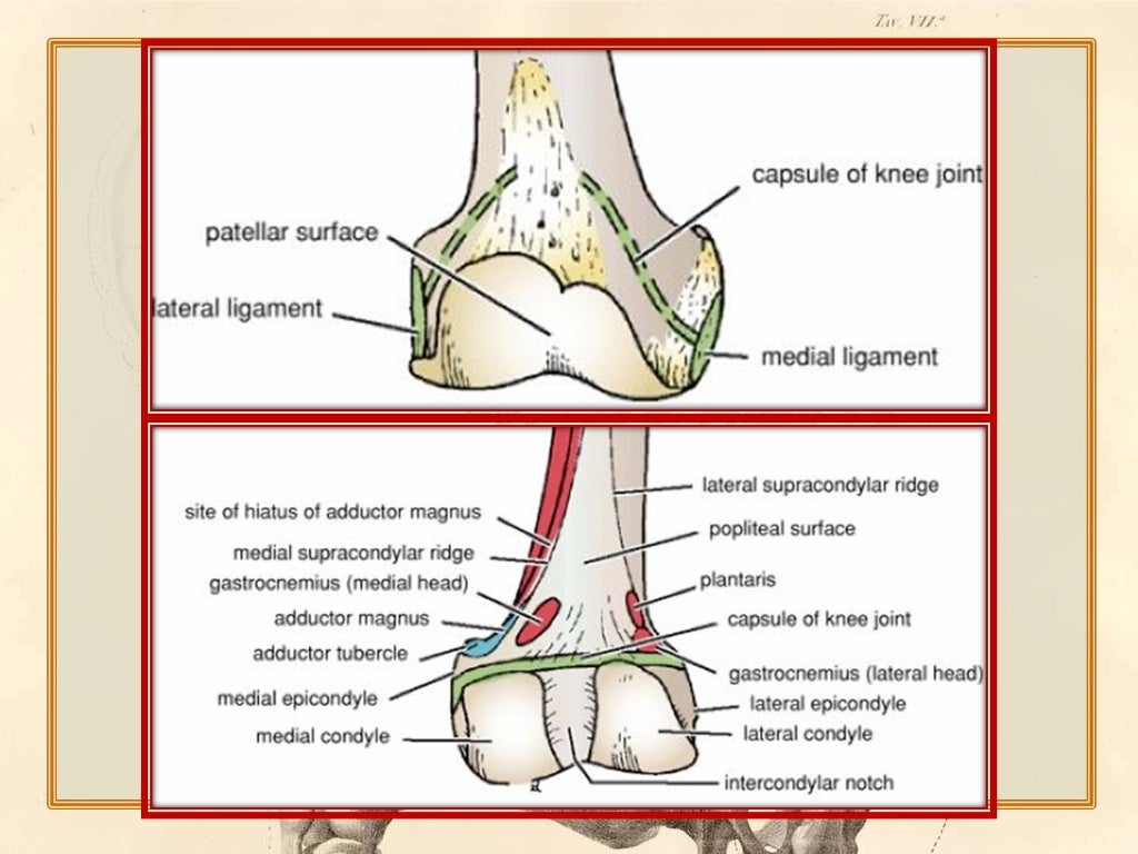 lower-limb-joints