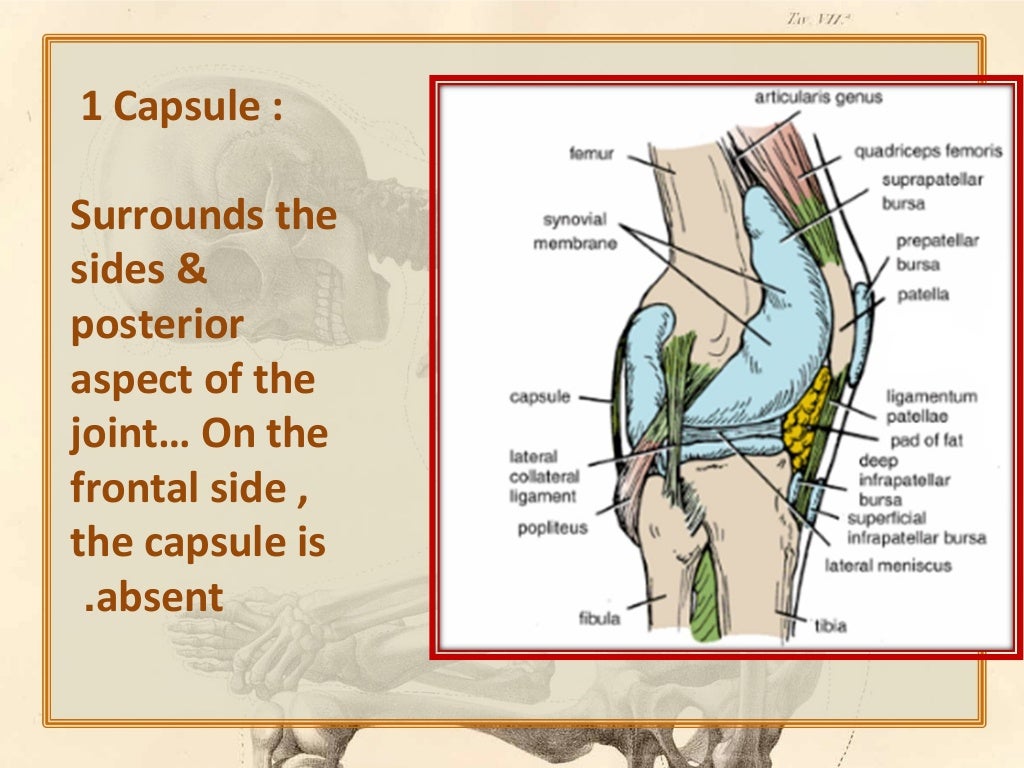 Lower Limb Joints Lower Limb Joints