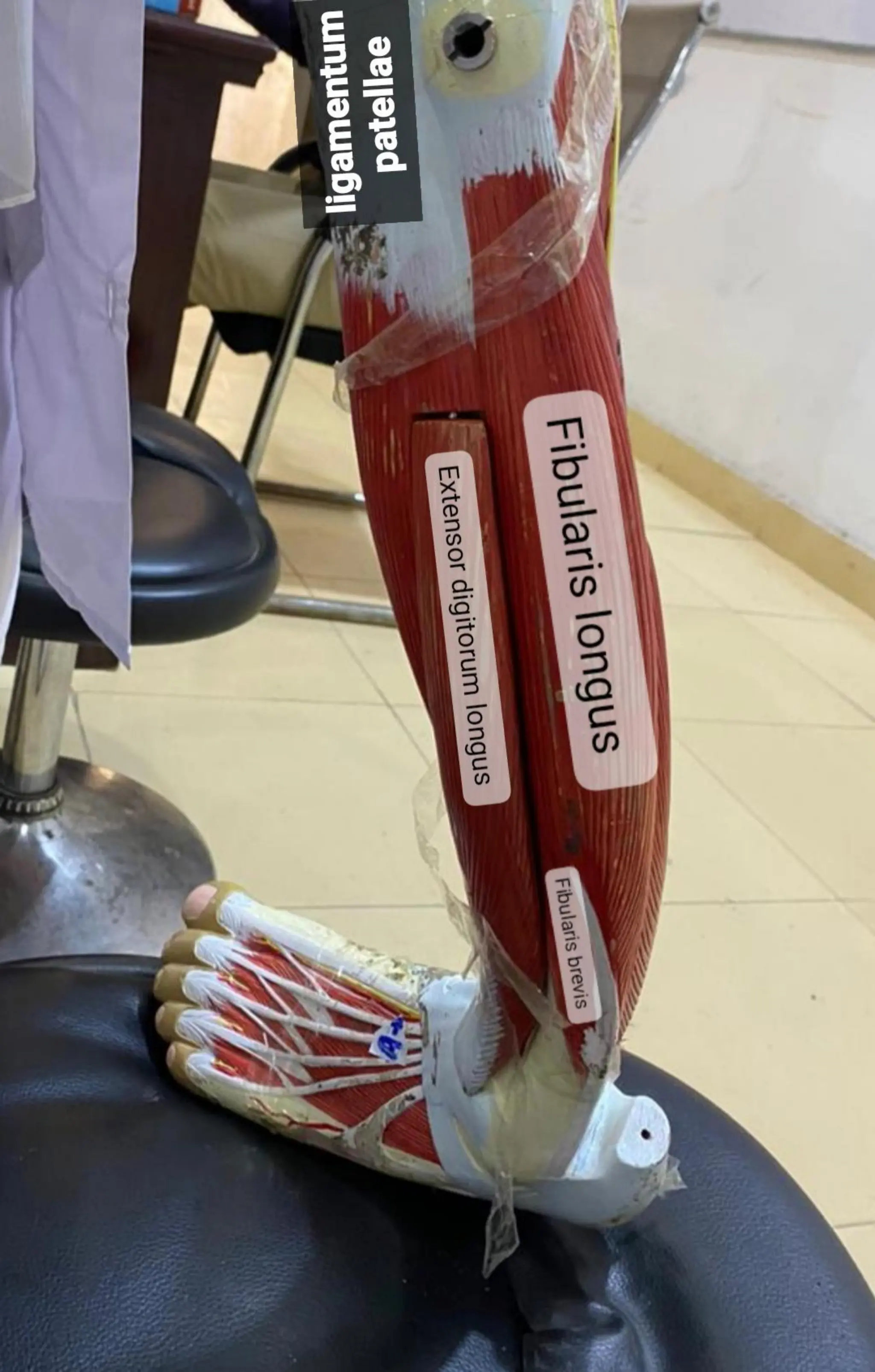 Lower limb modelll 1.pdf