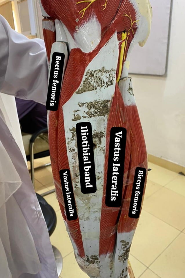 Lower limb modelll 1.pdf