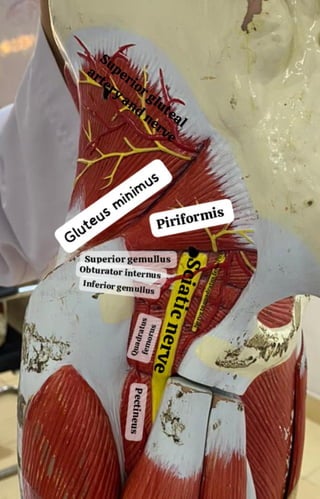 Lower limb modelll 1.pdf