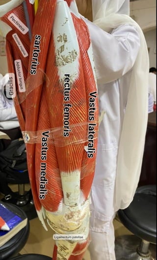 Lower limb modelll 1.pdf