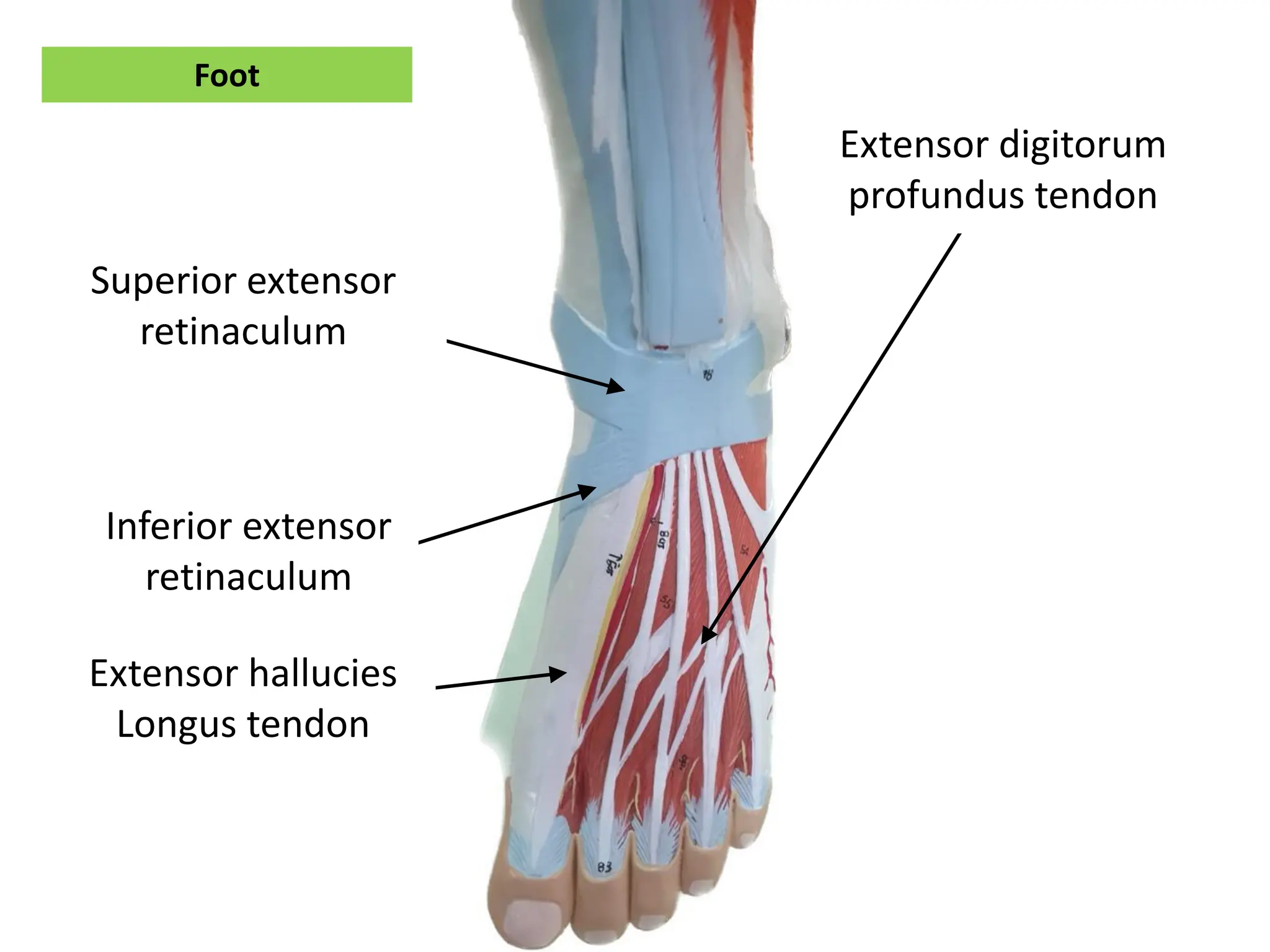 Lower limb models final exam macket review of muscles | PPT