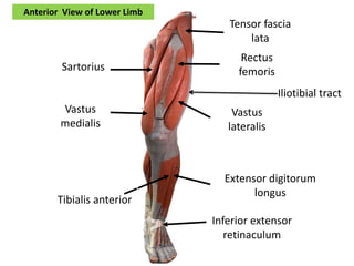 Lower limb models final exam macket review of muscles | PPT