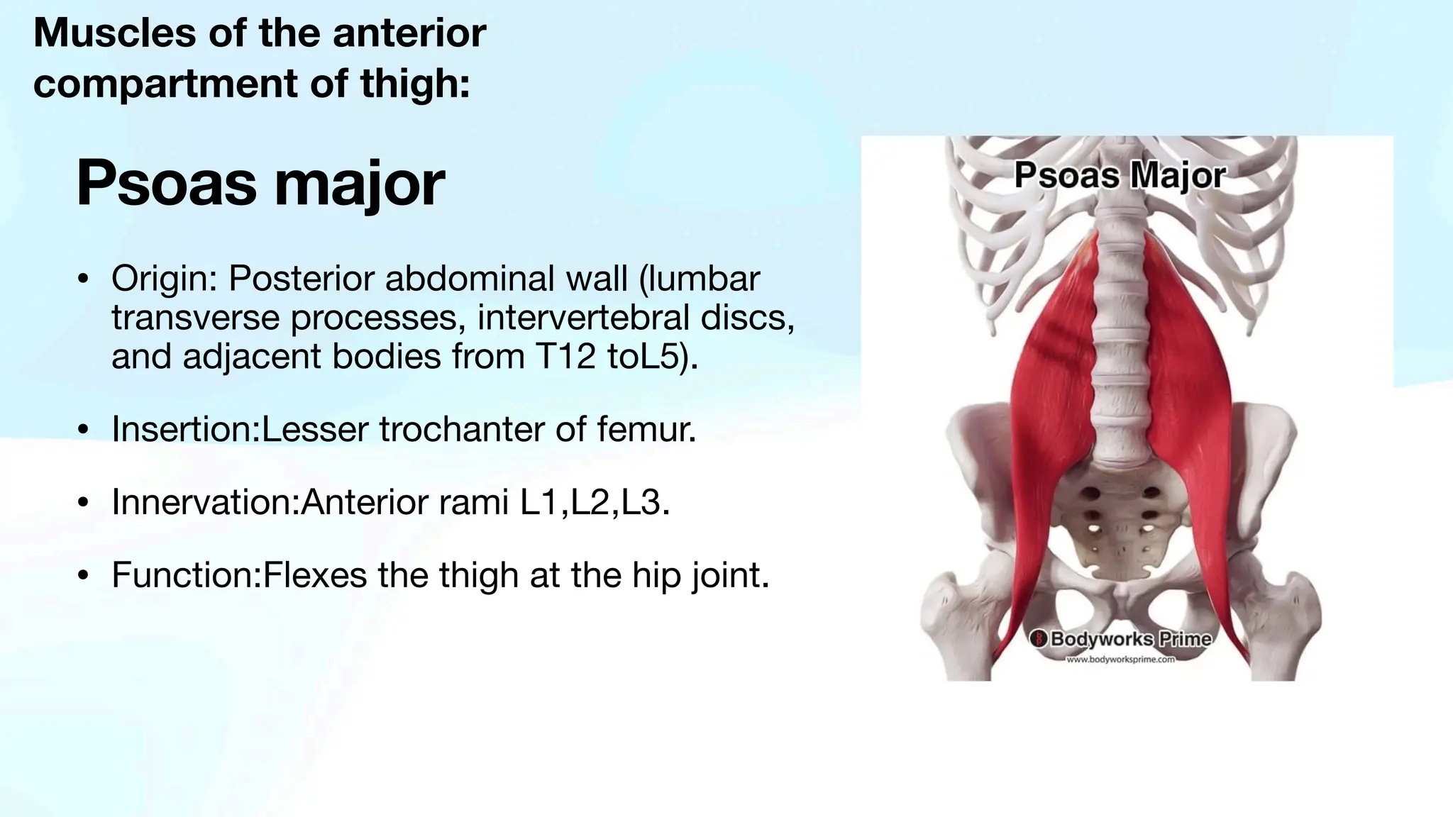 Lower limb muscles . Presented by dr Abedalelah | PDF