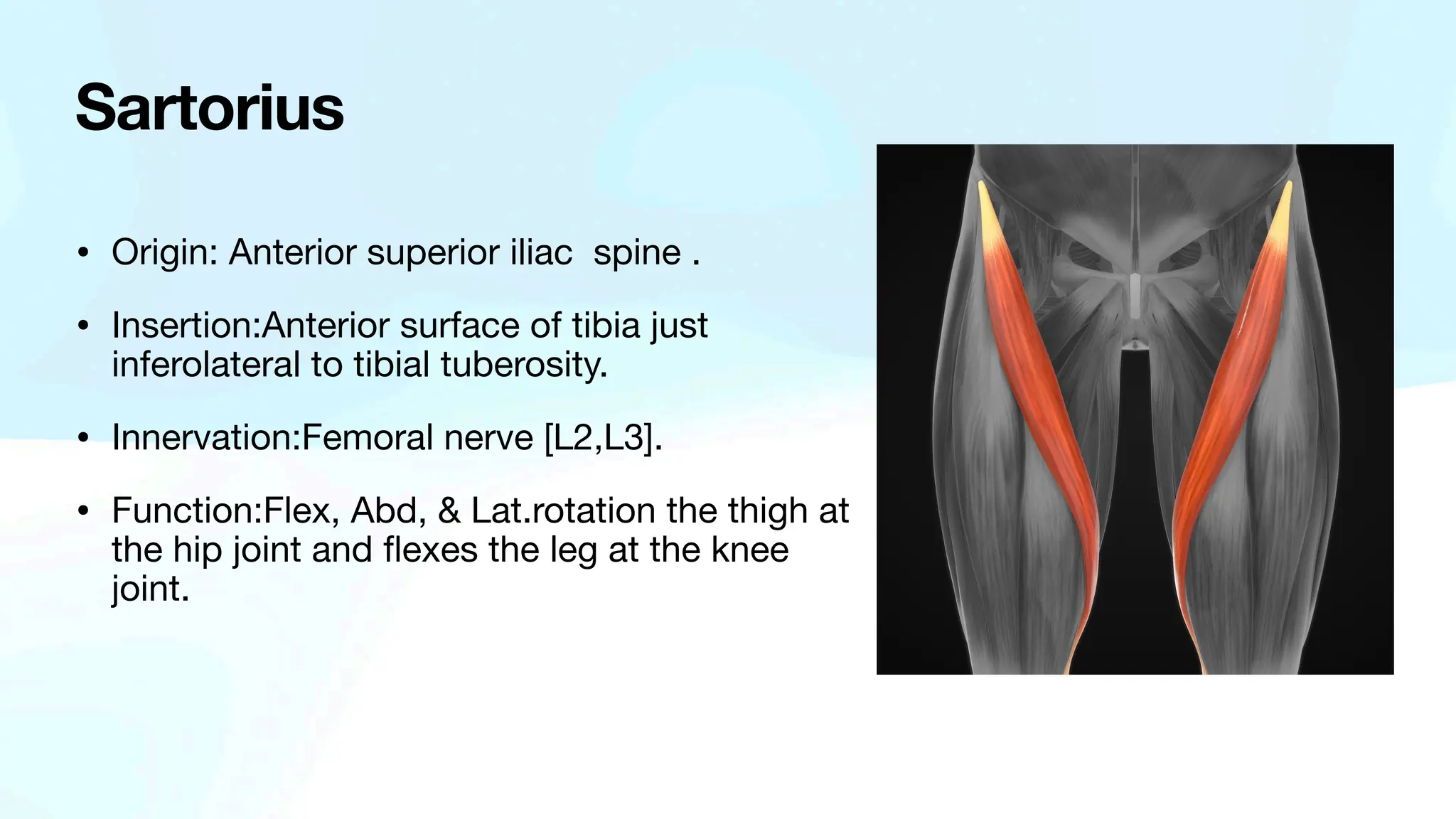 Lower limb muscles . Presented by dr Abedalelah | PDF