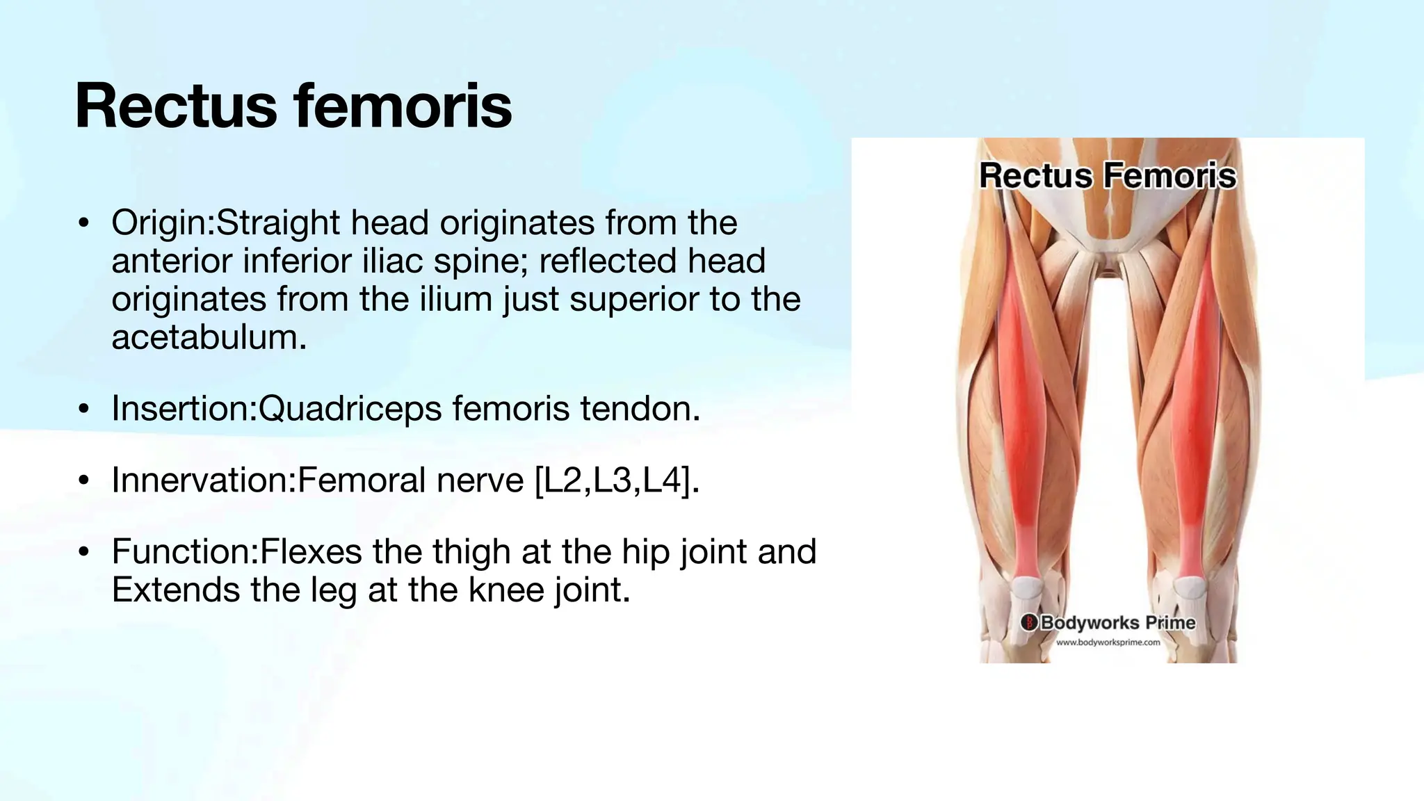 Lower limb muscles . Presented by dr Abedalelah | PDF