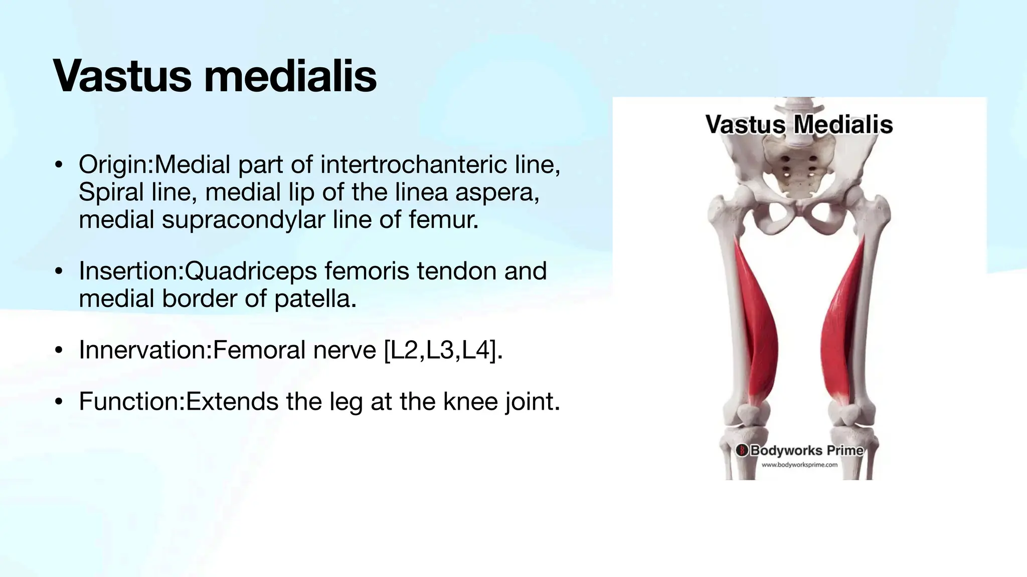 Lower limb muscles . Presented by dr Abedalelah | PDF