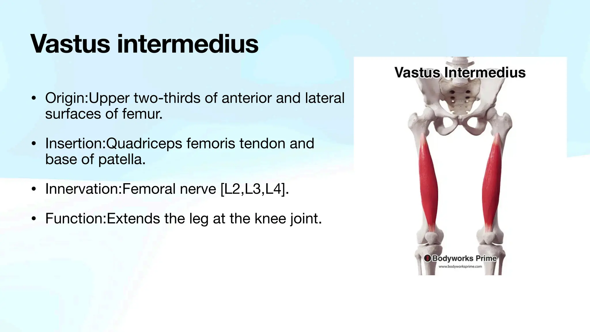 Lower limb muscles . Presented by dr Abedalelah | PDF