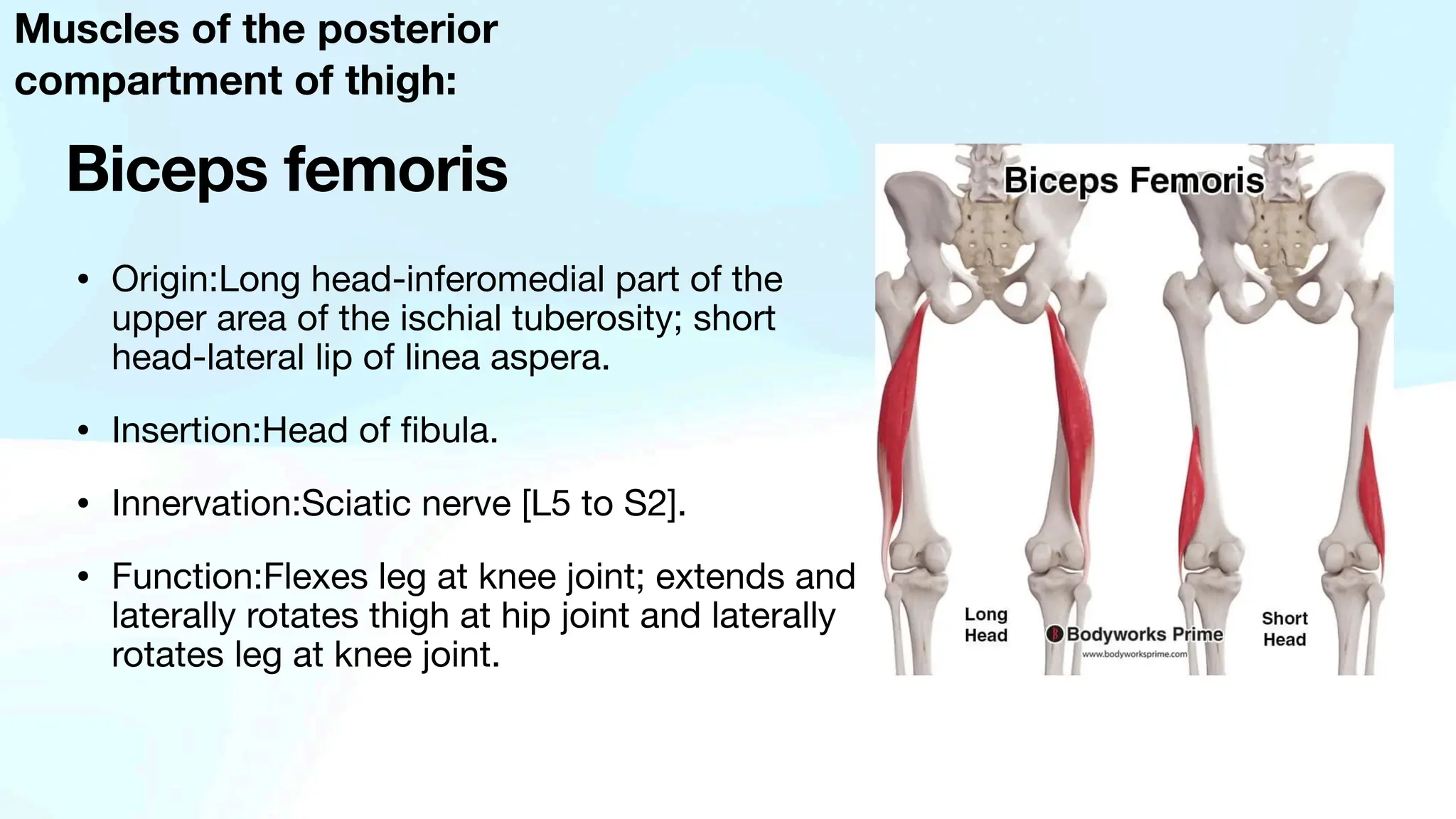 Lower limb muscles . Presented by dr Abedalelah | PDF
