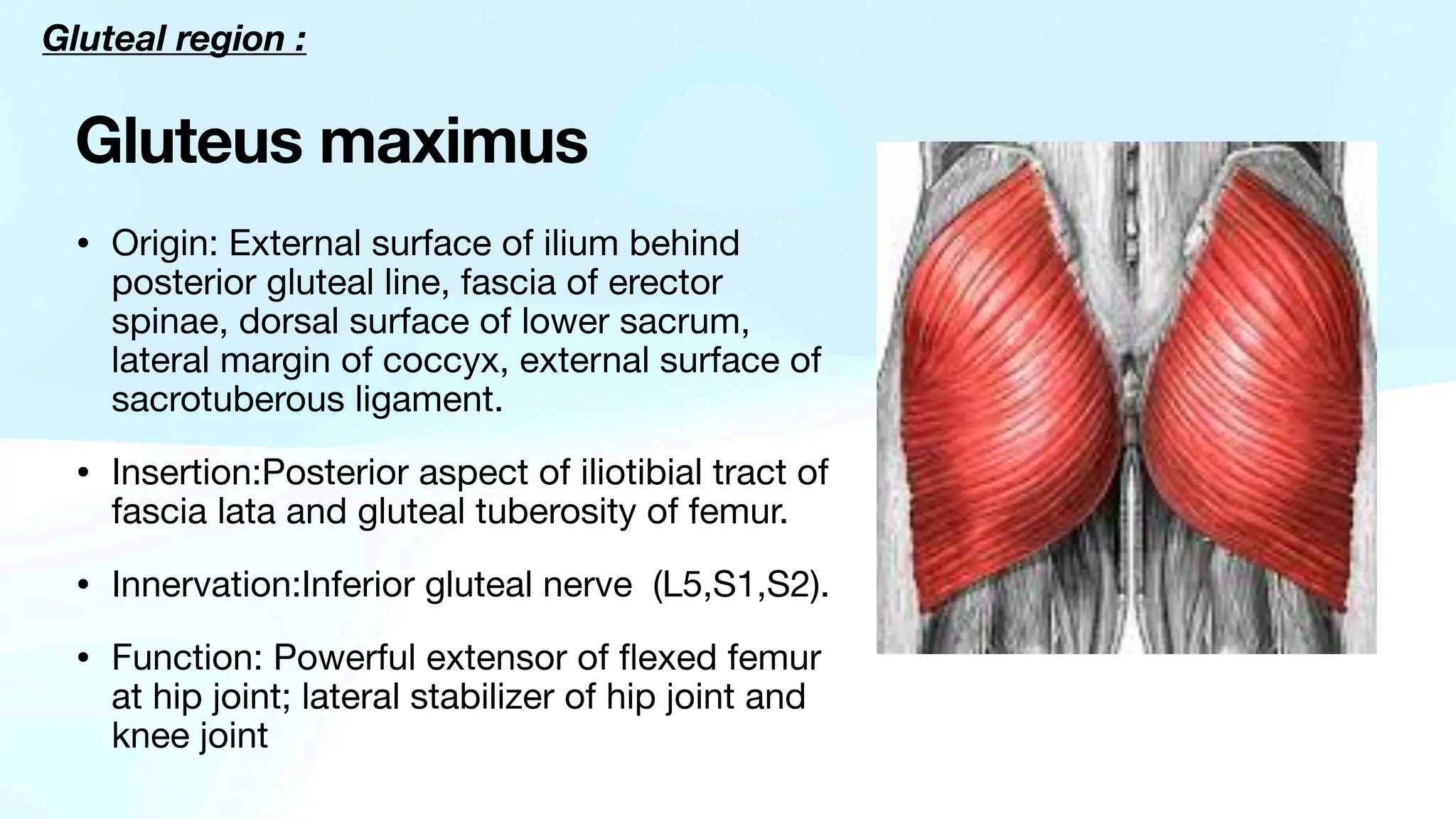 Lower limb muscles . Presented by dr Abedalelah | PDF