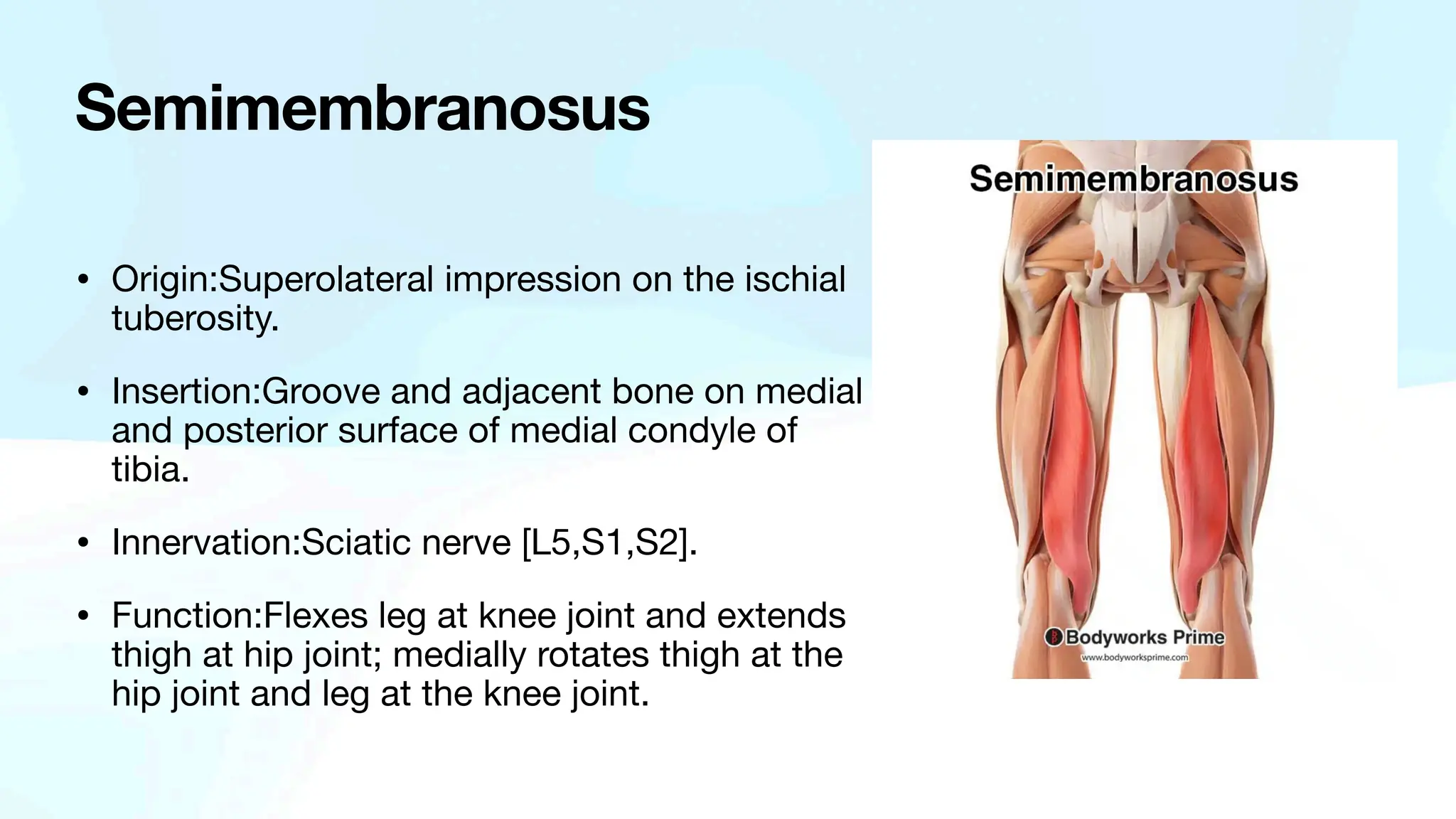 Lower limb muscles . Presented by dr Abedalelah | PDF
