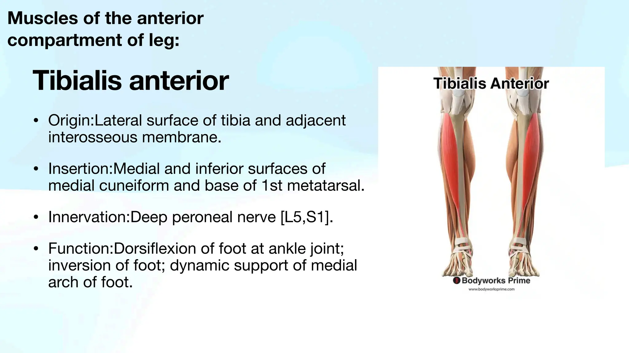 Lower limb muscles . Presented by dr Abedalelah | PDF