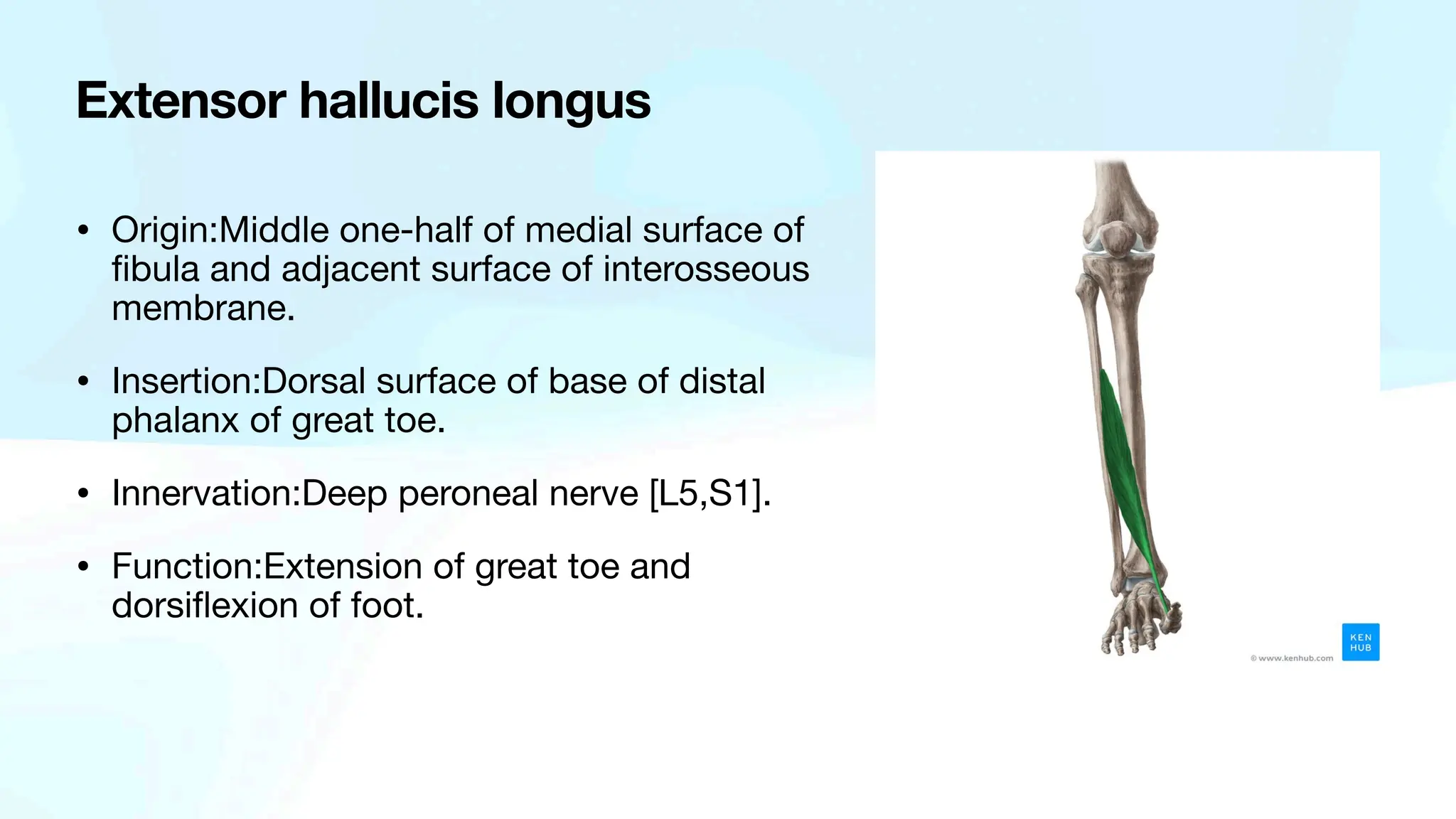 Lower limb muscles . Presented by dr Abedalelah | PDF