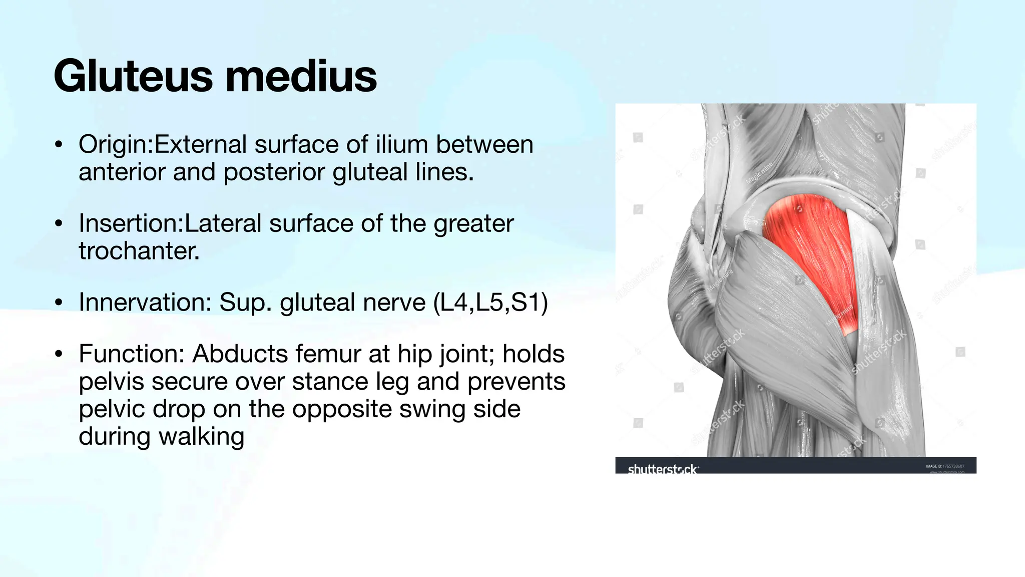 Lower limb muscles . Presented by dr Abedalelah | PDF