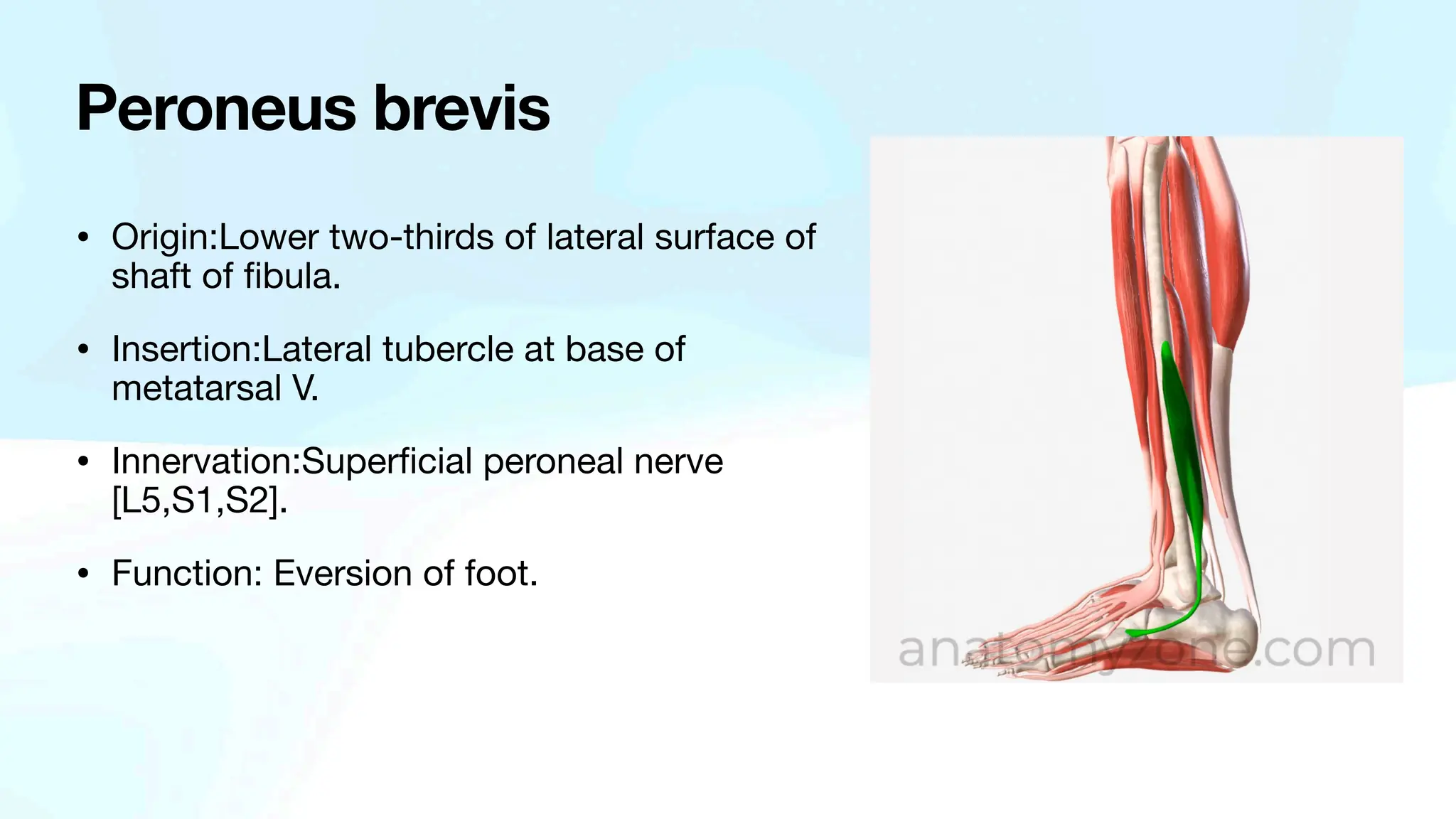 Lower limb muscles . Presented by dr Abedalelah | PDF