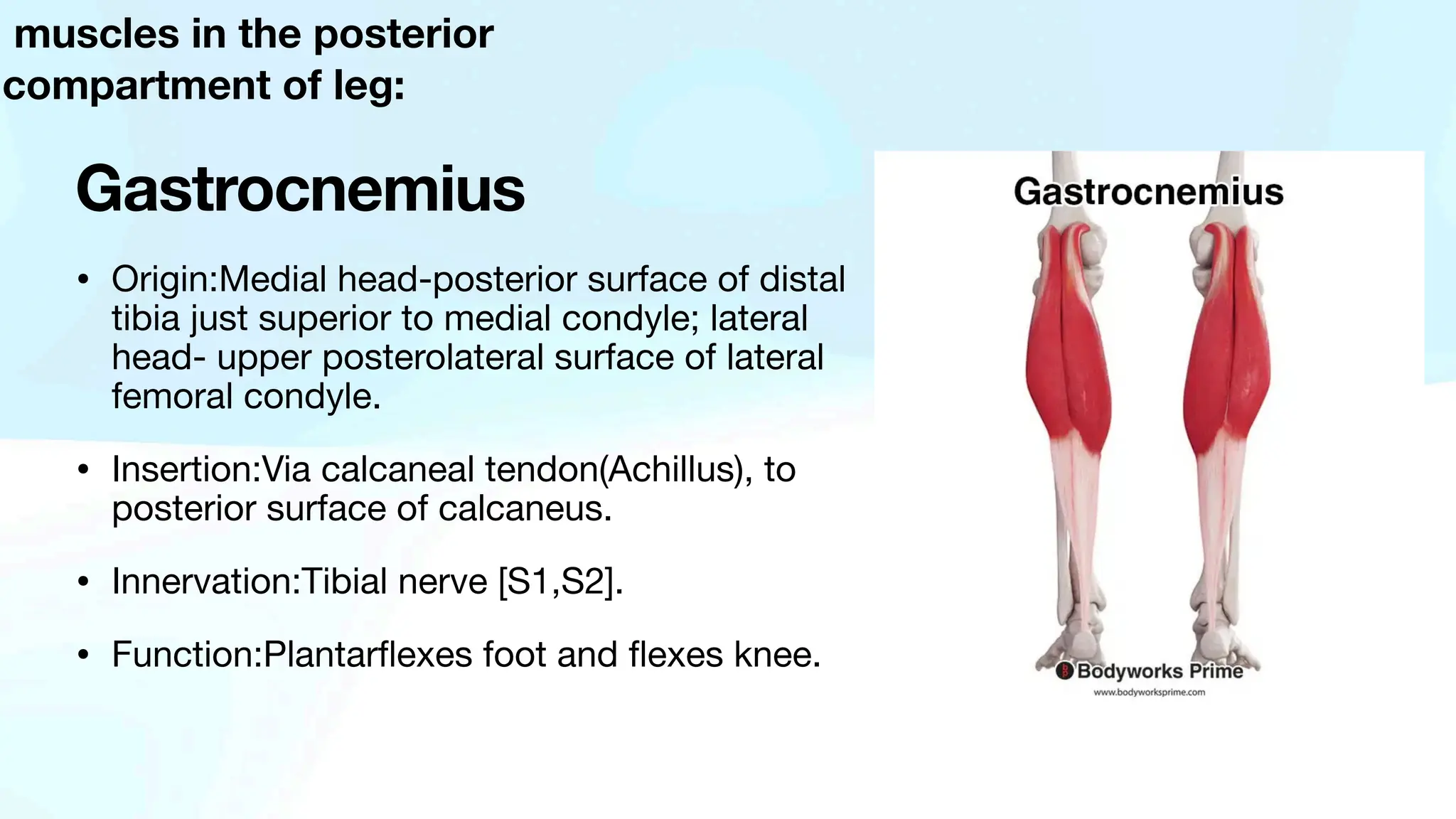 Lower limb muscles . Presented by dr Abedalelah | PDF