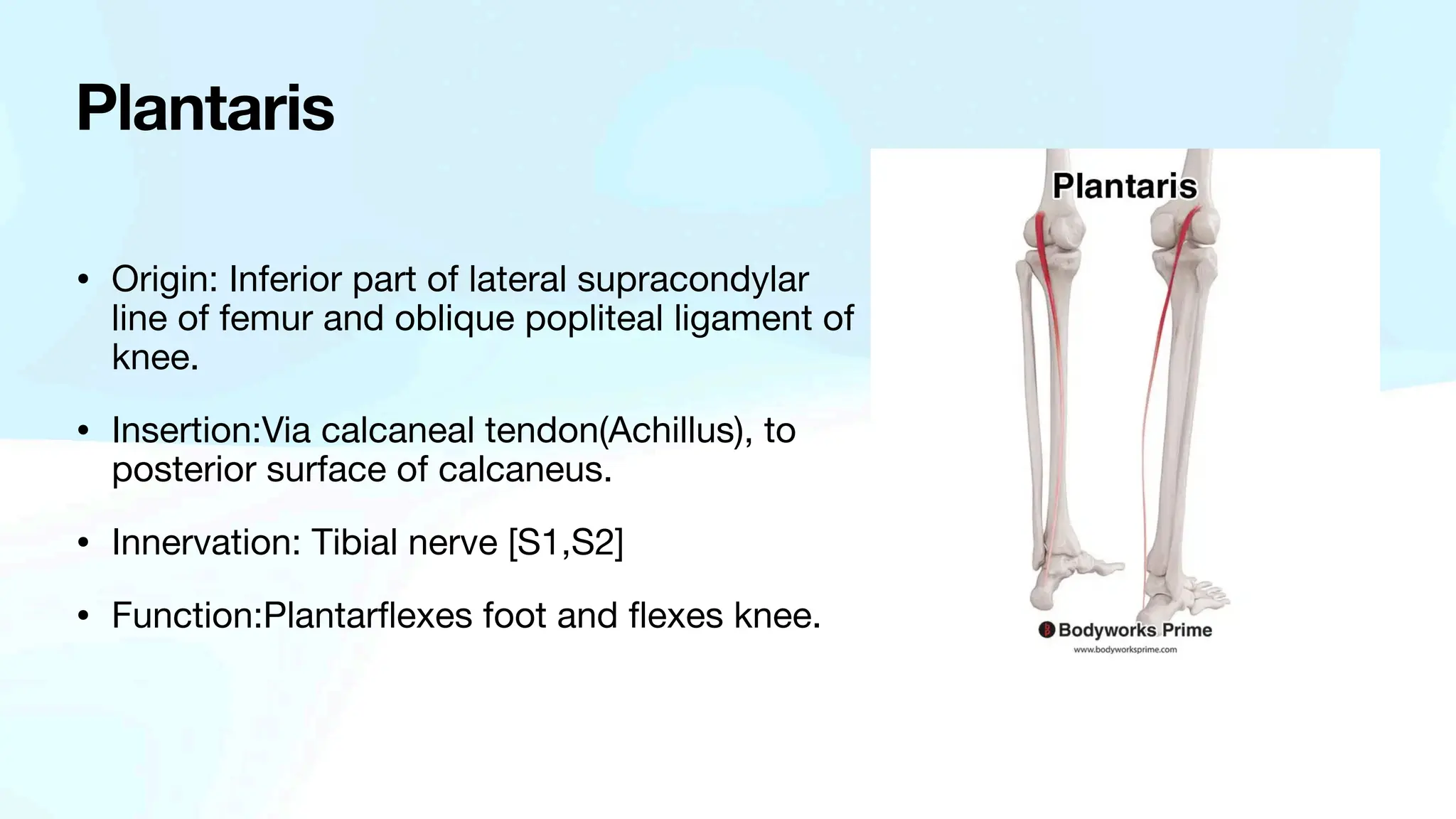 Lower limb muscles . Presented by dr Abedalelah | PDF