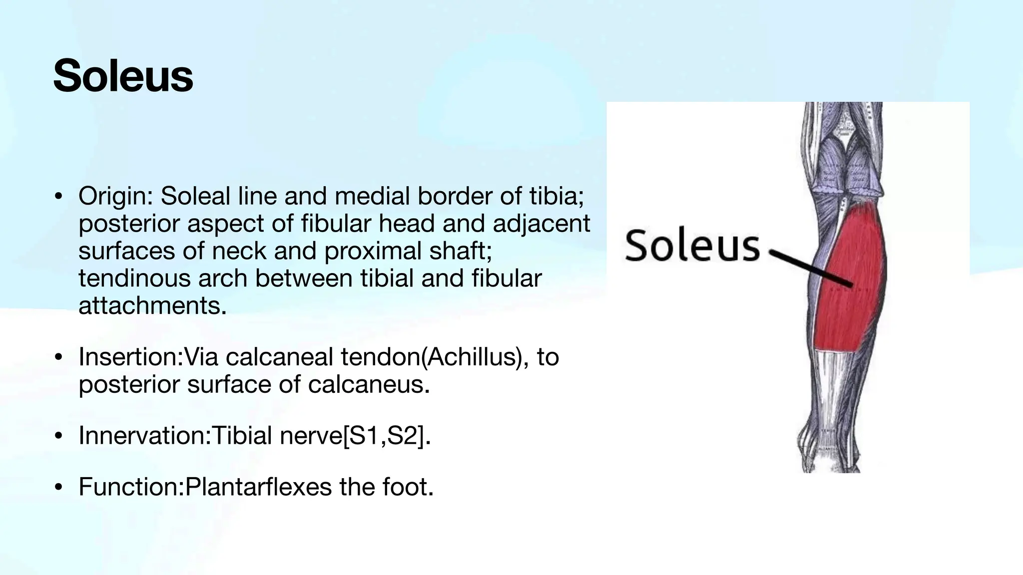 Lower limb muscles . Presented by dr Abedalelah | PDF