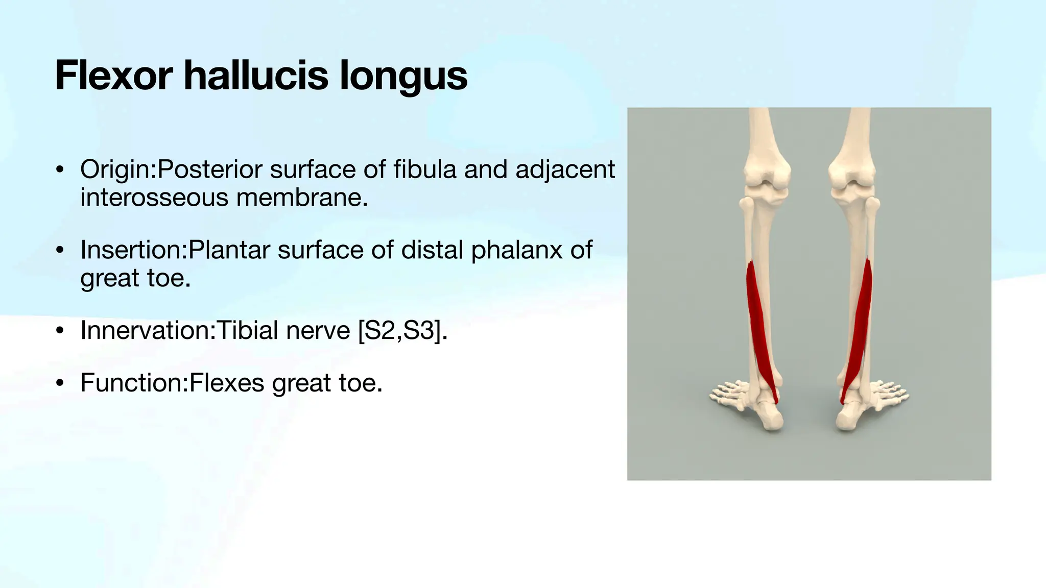 Lower limb muscles . Presented by dr Abedalelah | PDF