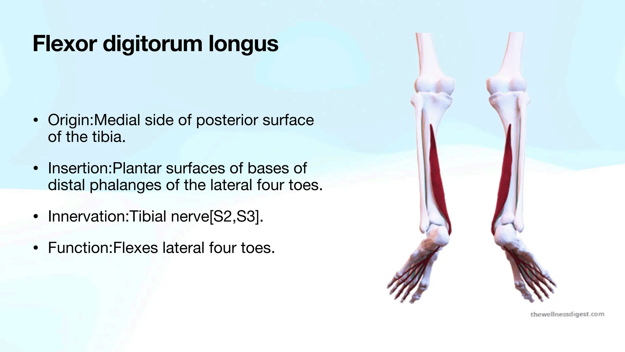 Lower limb muscles . Presented by dr Abedalelah | PDF