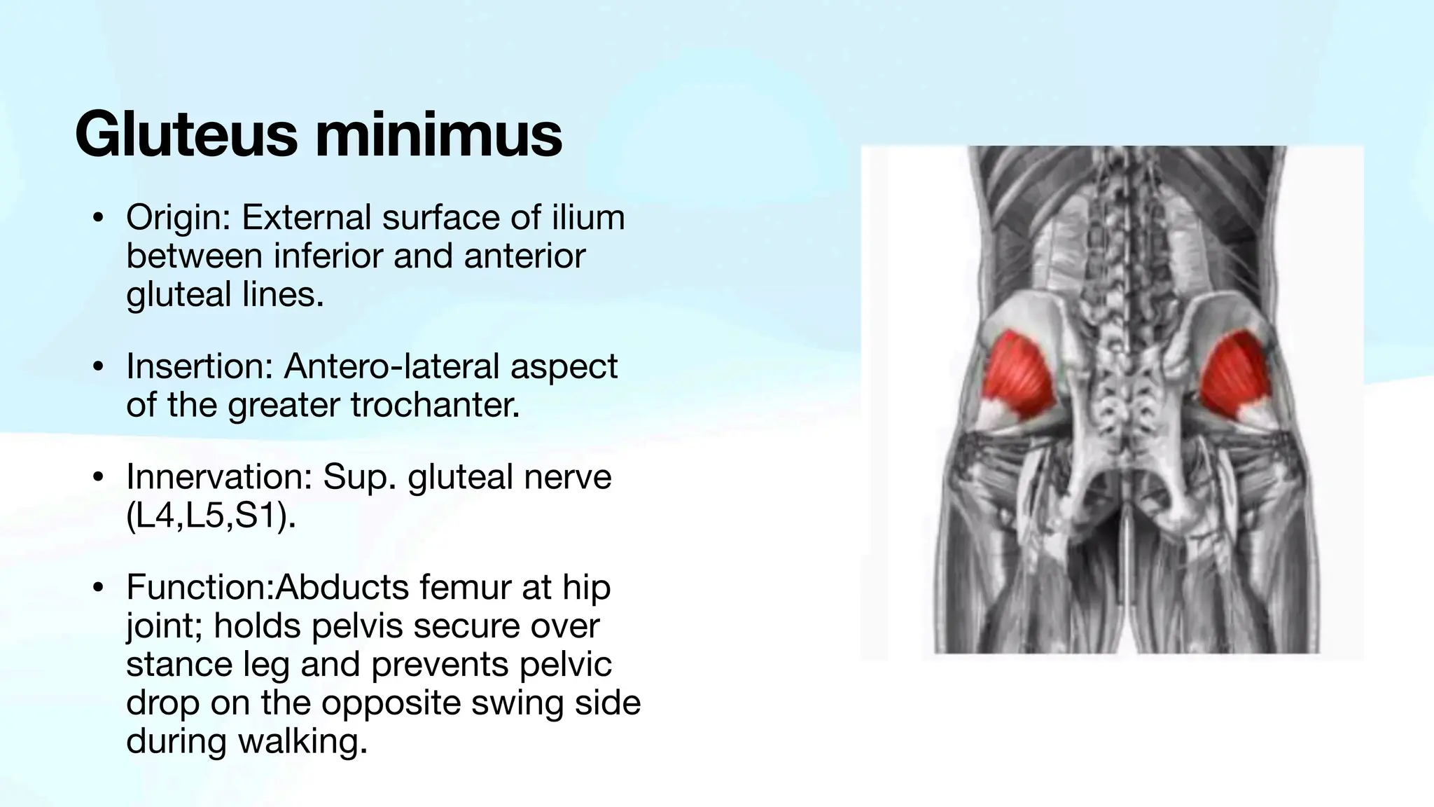 Lower limb muscles . Presented by dr Abedalelah | PDF