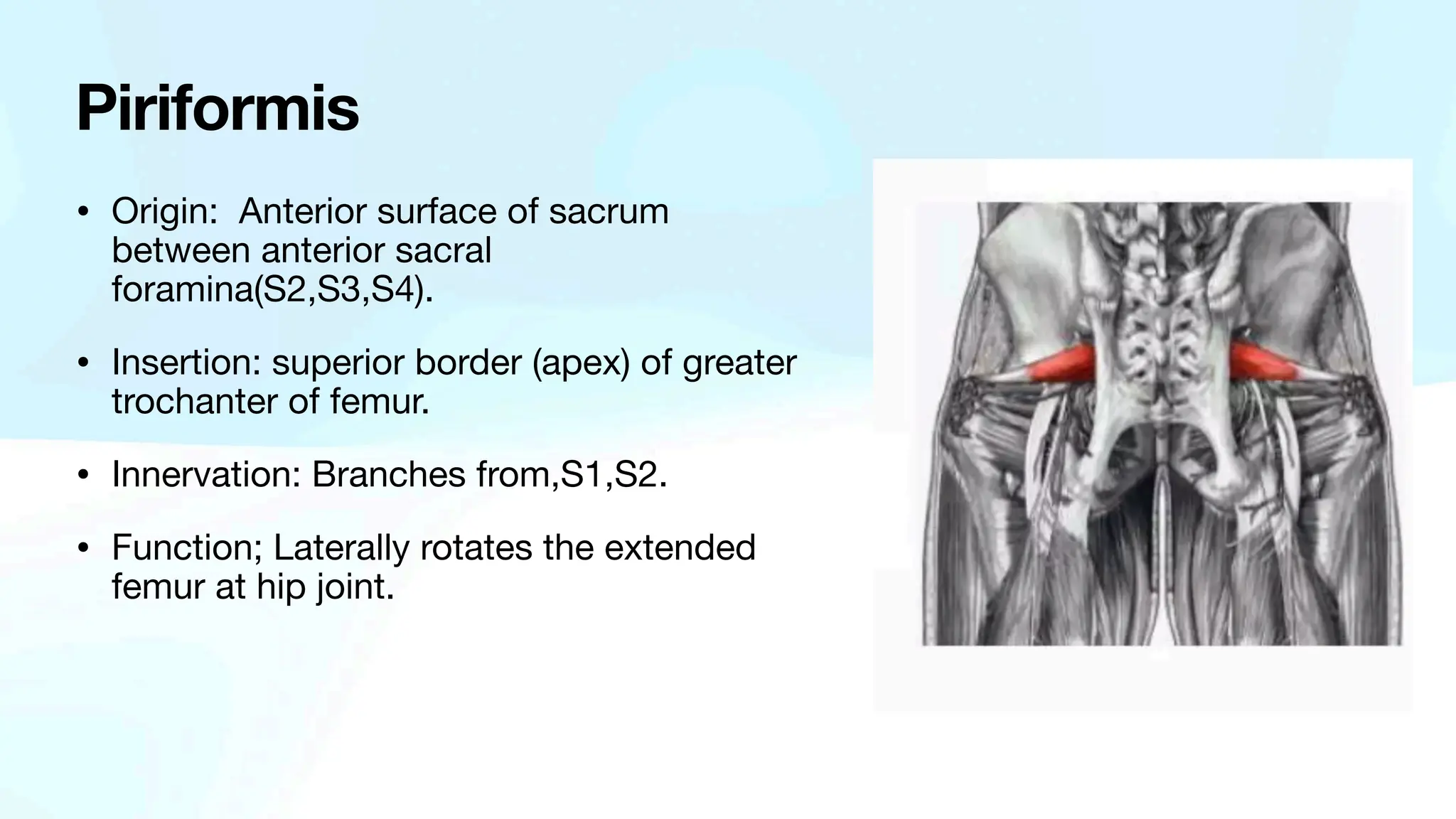 Lower limb muscles . Presented by dr Abedalelah | PDF