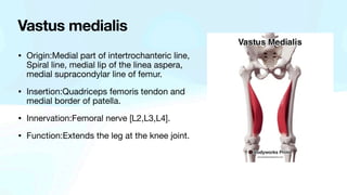 Lower limb muscles created by Abedalelah | PPT