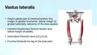 Lower limb muscles created by Abedalelah | PPT