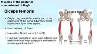 Lower limb muscles created by Abedalelah | PPT