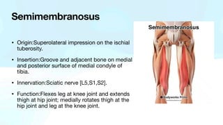 Lower limb muscles created by Abedalelah | PPT