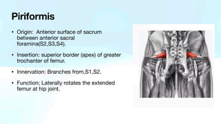 Lower limb muscles created by Abedalelah | PPT
