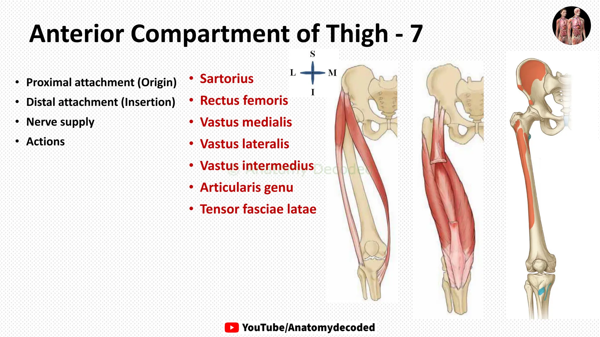 Lower Limb Muscles - Quick Revision Pdf handout (Anatomy Decoded YouTube) 2.pdf