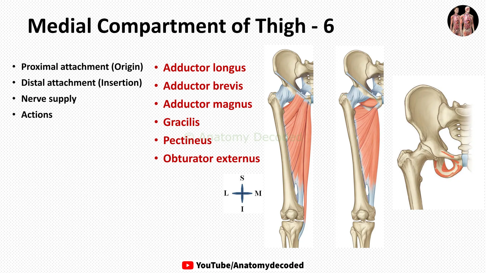 Lower Limb Muscles - Quick Revision Pdf handout (Anatomy Decoded ...