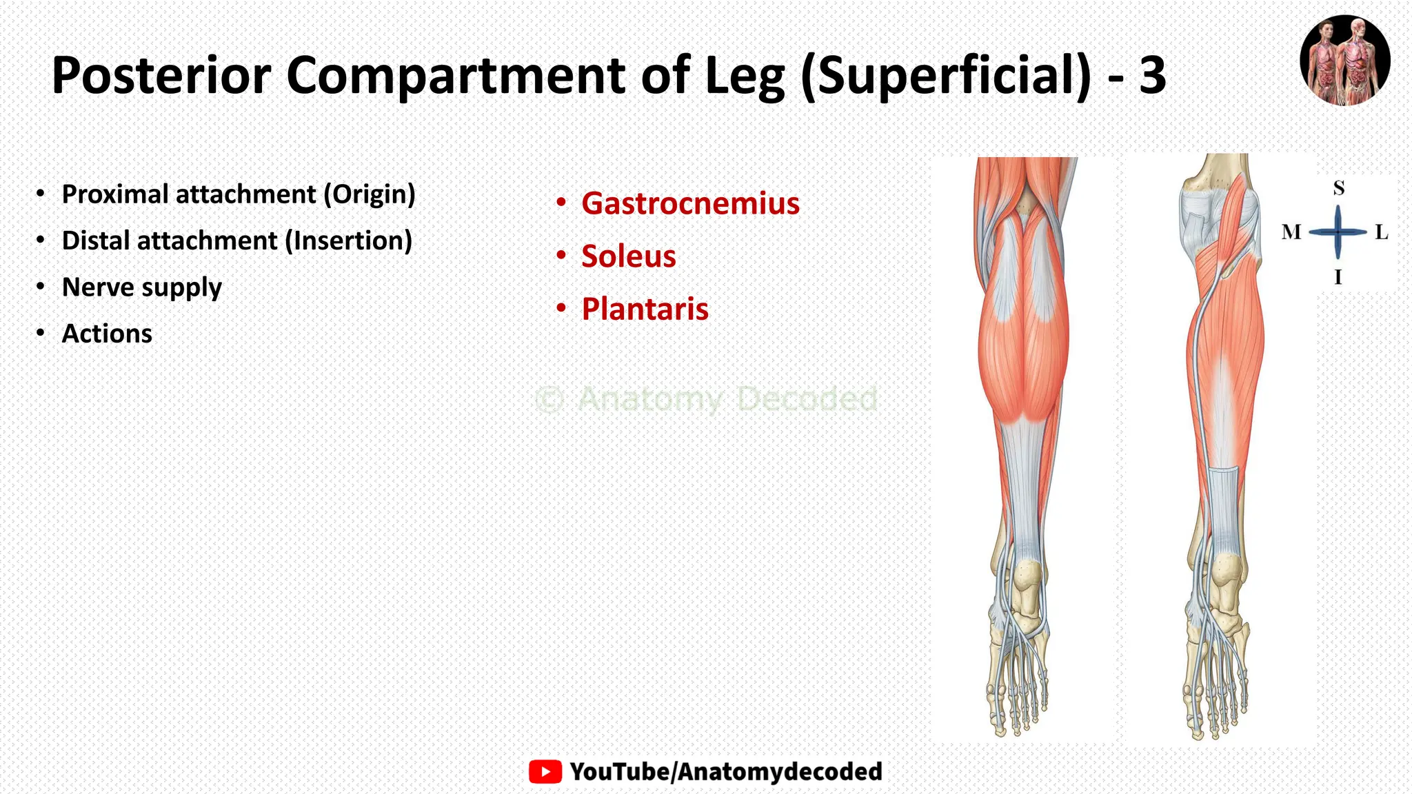 Lower Limb Muscles - Quick Revision Pdf handout (Anatomy Decoded ...