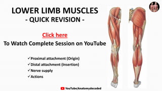Lower Limb Muscles - Quick Revision Pdf handout (Anatomy Decoded ...
