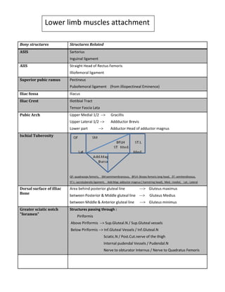 Lower limb muscles attachment | PDF