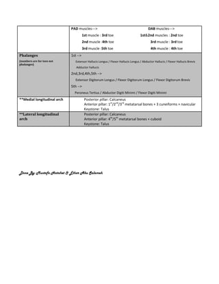 Lower limb muscles attachment | PDF