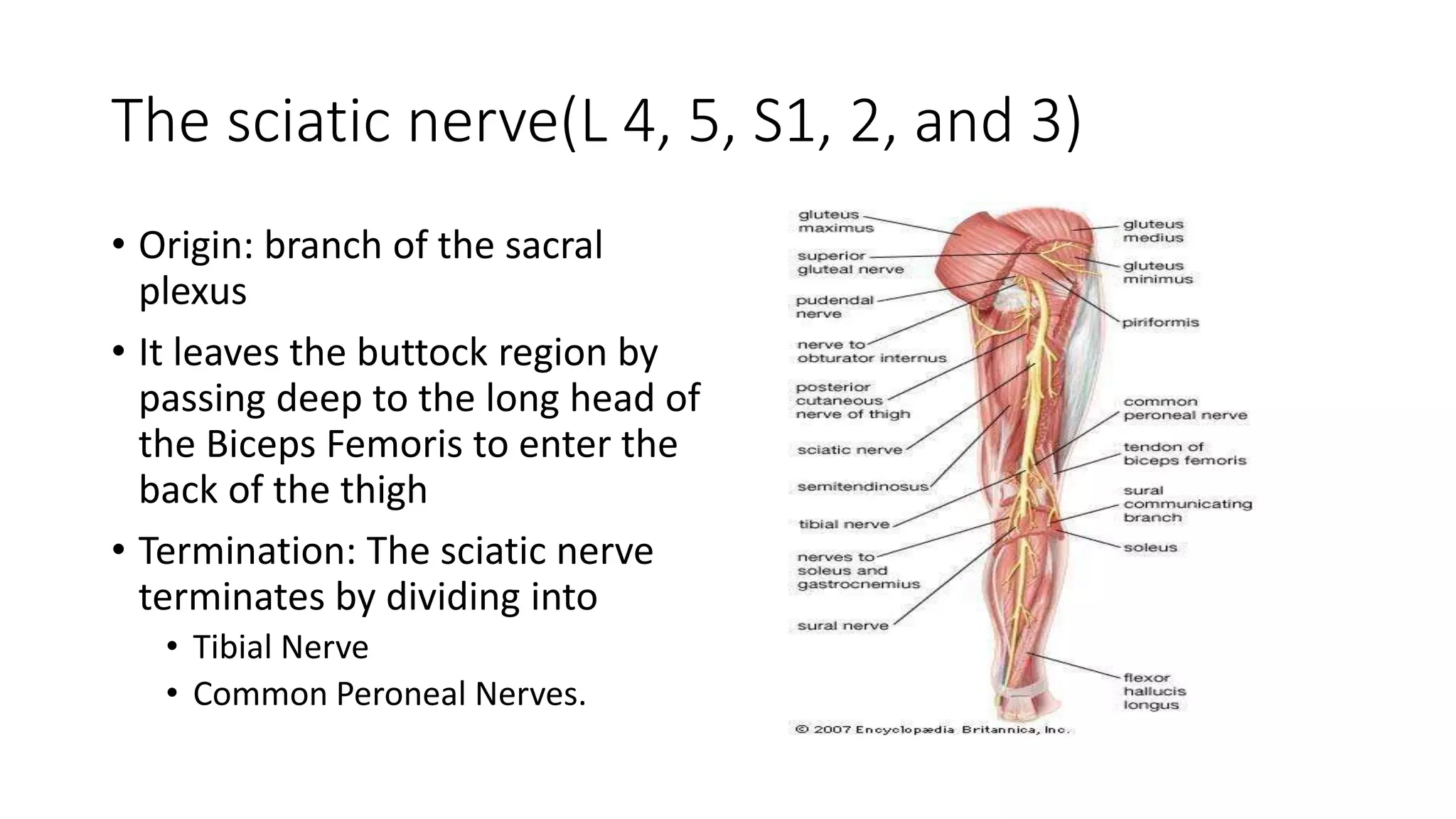lower limb nerve injury.pptx