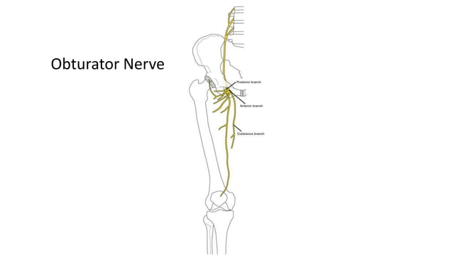 lower limb nerve injury.pptx