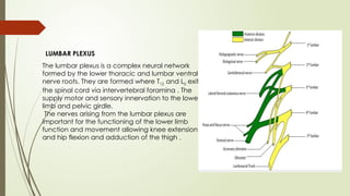 LOWER LIMB NERVE INJURY Clinical orthopedics.pptx