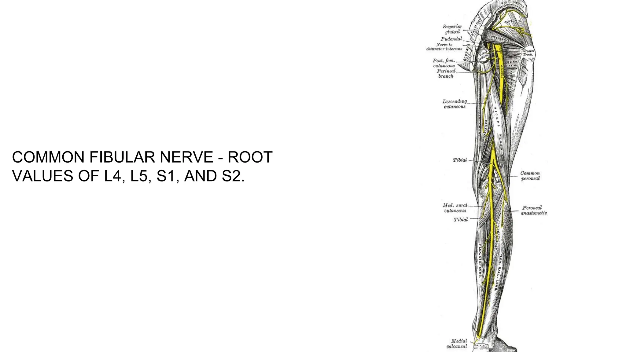 lowerlimb nerves.ppt