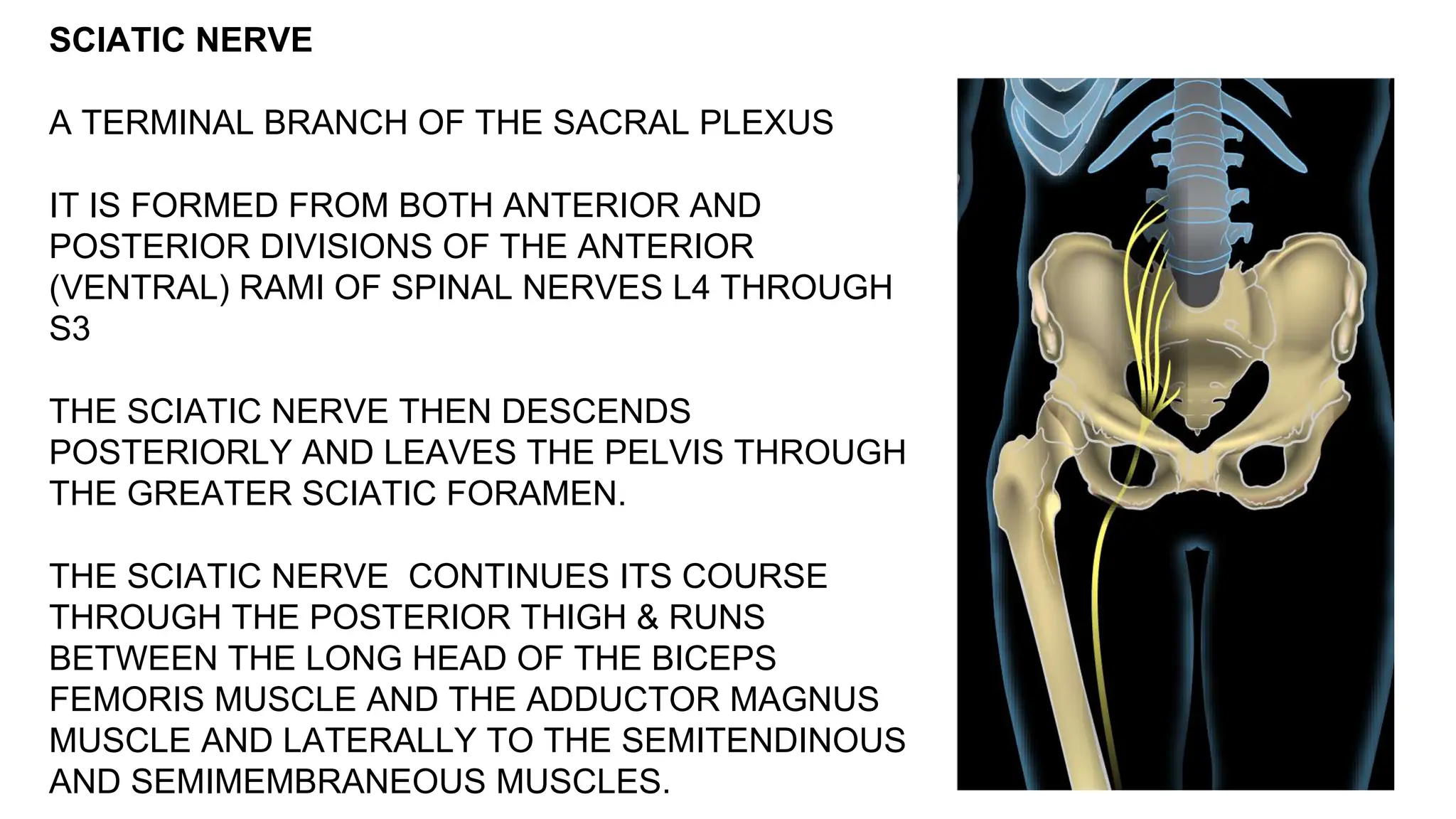 lowerlimb nerves.ppt