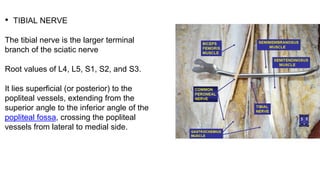 lowerlimb nerves.ppt