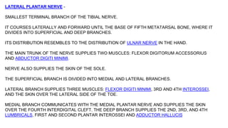 lowerlimb nerves.ppt