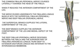 lowerlimb nerves.ppt